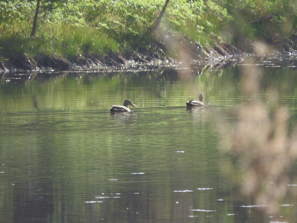 Mexican Duck from Lerdo, Durango, Mexico on September 26, 2021 at 08:34 ...