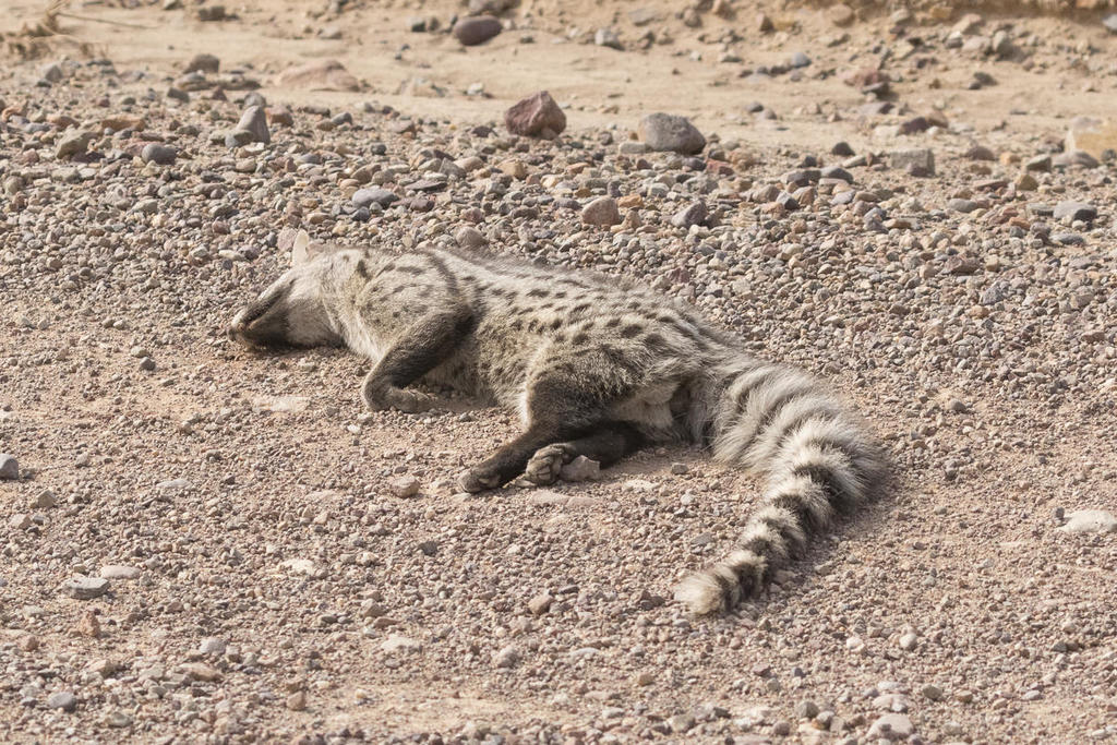 Southern Small-spotted Genet from Greyton surrounds; R406 on December ...