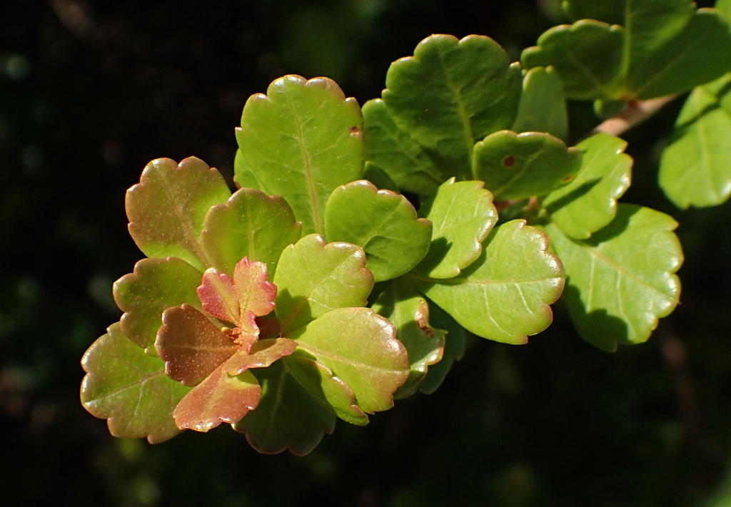 Crowberry (Knysna Lifestyle Estate - Locally Indigenous Species ...