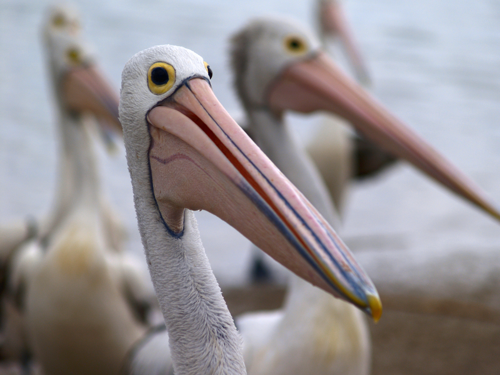 Pelicans (Animals at Nandankanan zoo,India) · BioDiversity4All