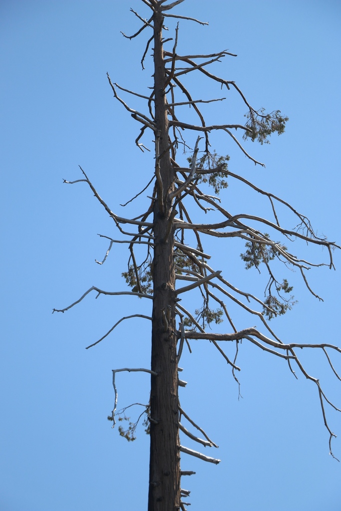 California incense-cedar from San Diego County, CA, USA on September 27 ...