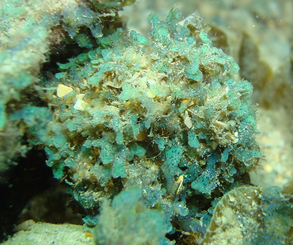 Dictyota humifusa (Creatures of Culebra Reef Gardens) · iNaturalist