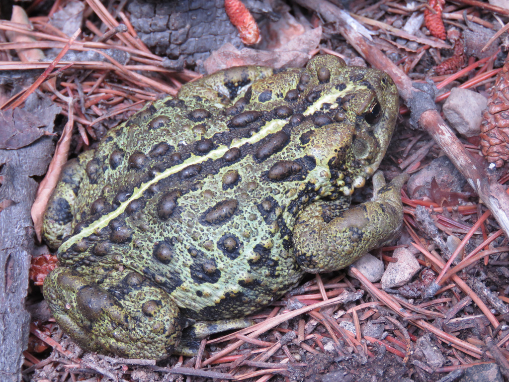 Western Toad from Butler Ridge, Peace River, British Columbia, Canada ...