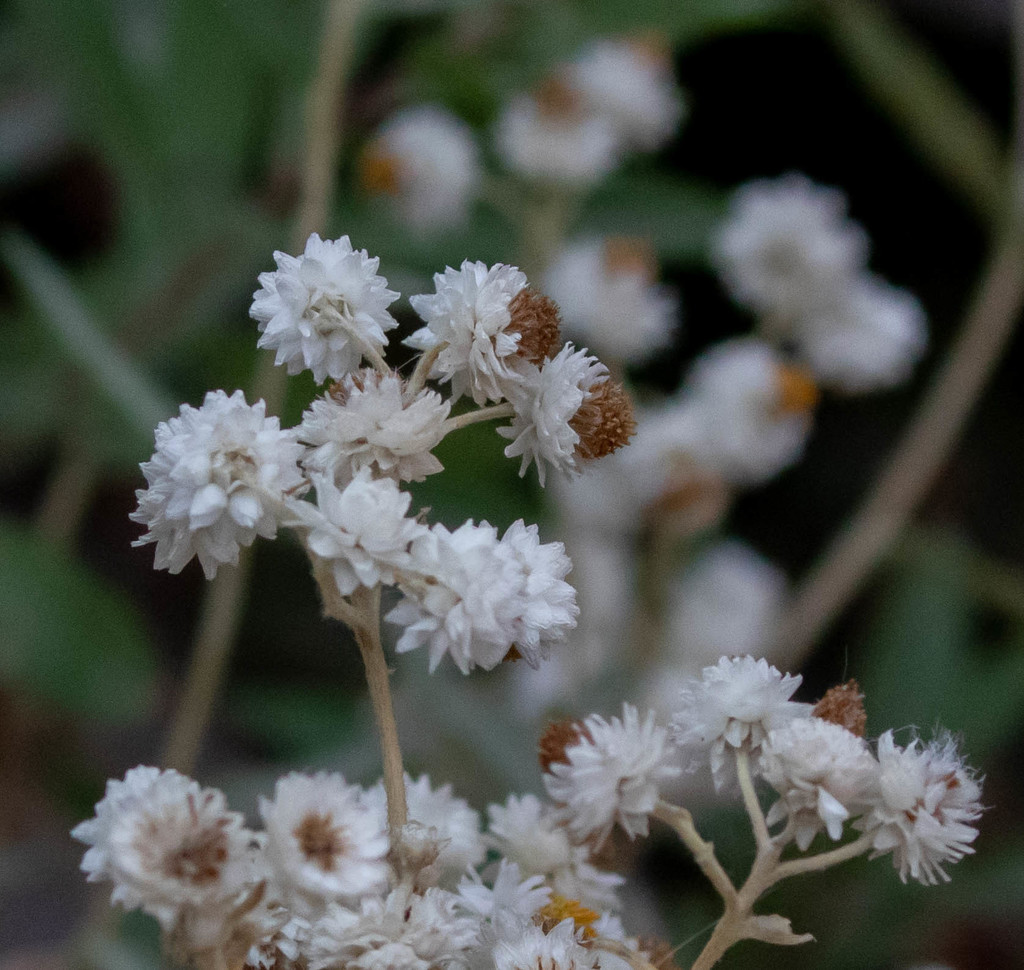 pearly everlasting from Devils Postpile National Monument, Madera ...