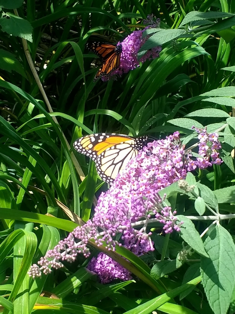 Monarch in September 2021 by Pam Phillips. On buddleia. They were there ...