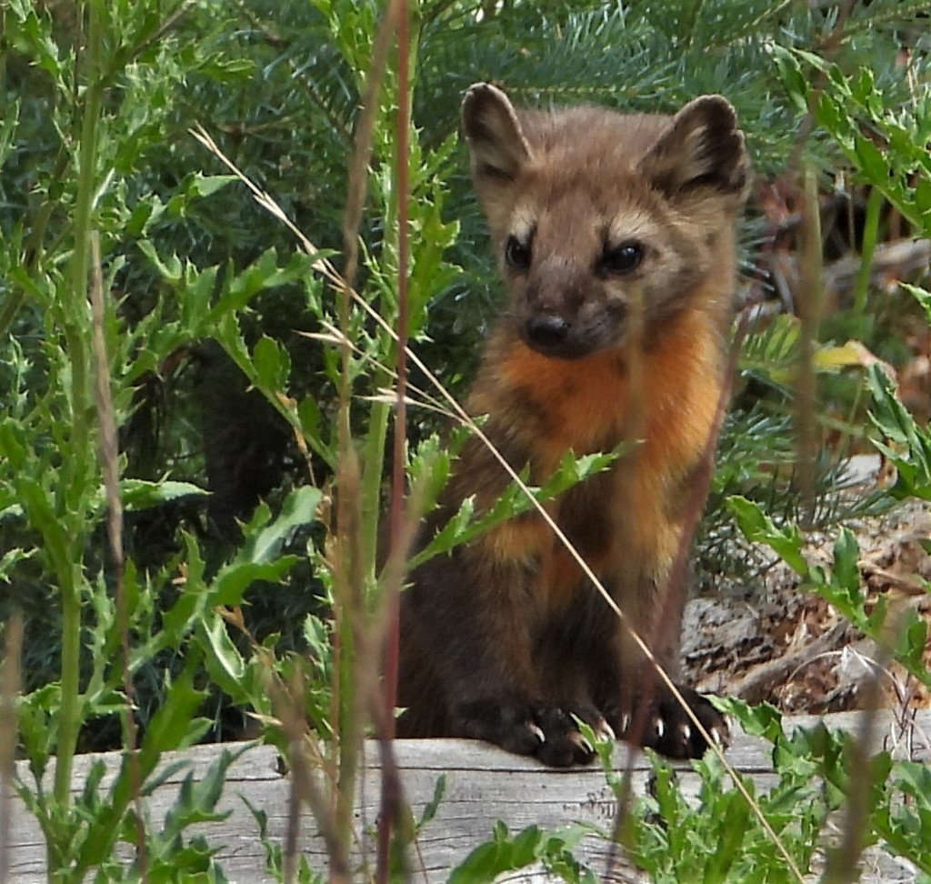 Pacific Marten from Larimer County, CO, USA on September 12, 2021 at 10 ...