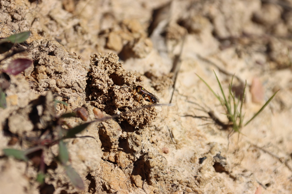 Bee Parasitizing Wasps from Melbourne VIC, Australia on September 23 ...