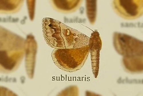 Clytie sublunaris · iNaturalist