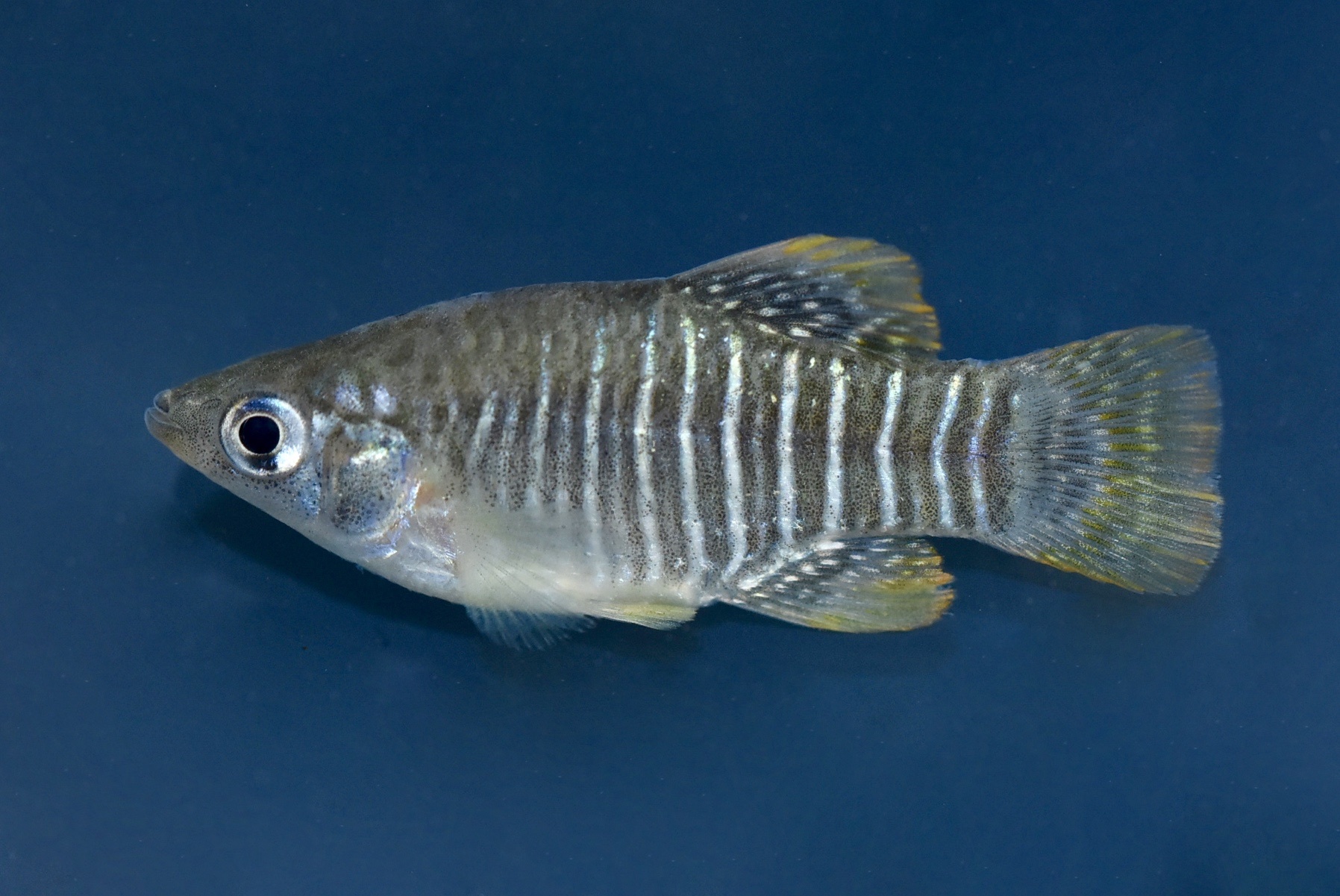 Fundulus xenicus Jordan & Gilbert, 1882