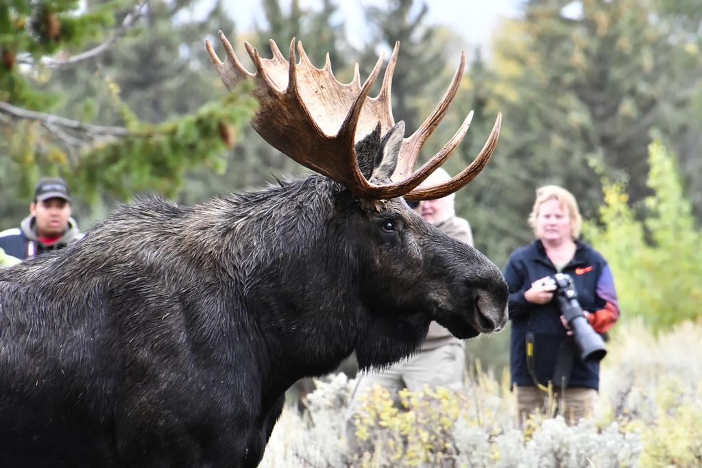 Shiras Moose from Teton Range, Wyoming 83414, USA on September 19, 2021 ...