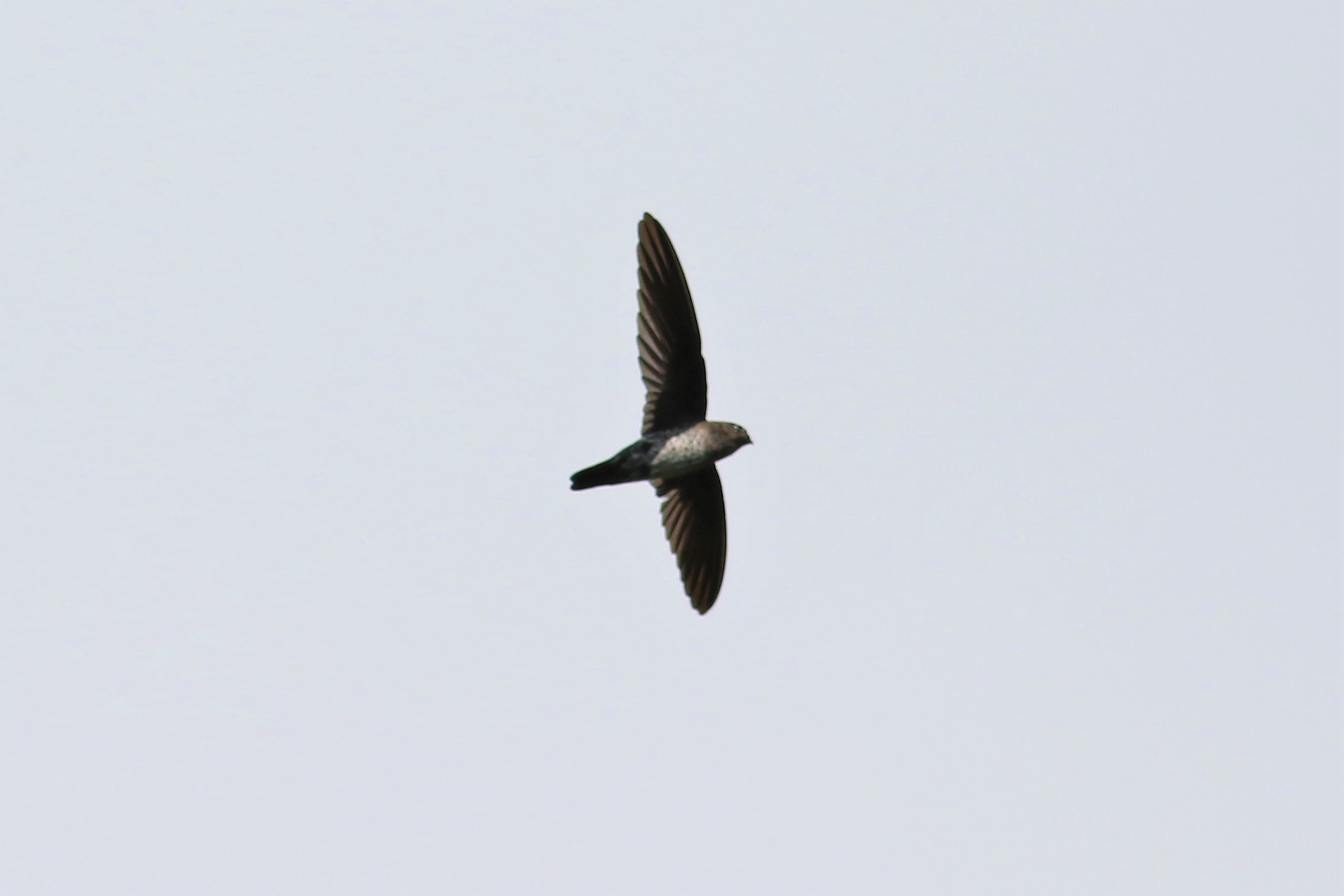 Collocalia affinis Beavan, 1867