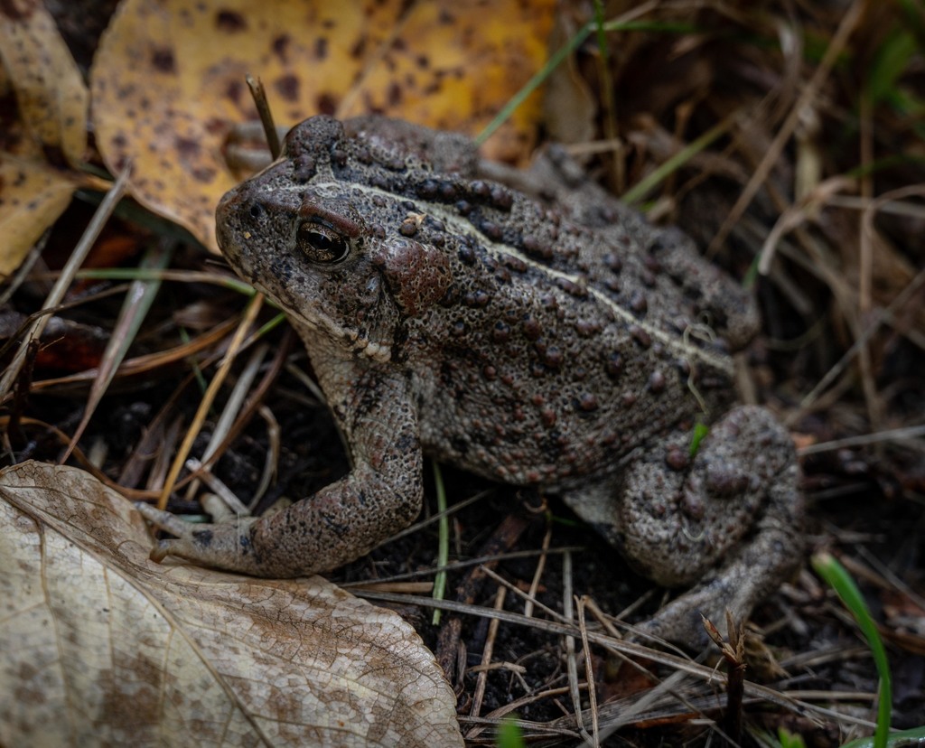 Western Toad from Grant Creek, Missoula, MT 59808, USA on September 19 ...