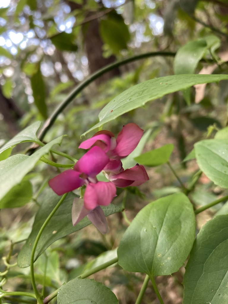 Okie bean from Blackbutt Reserve, New Lambton, NSW, AU on September 28 ...