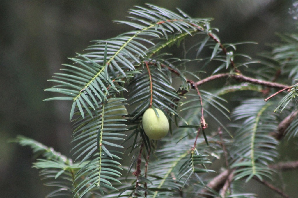 California torreya from San Geronimo Ridge Rd, California, USA on ...