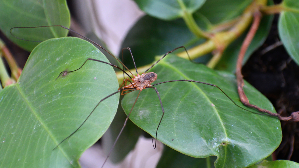 European Harvestman from Ornex, France on September 27, 2021 at 03:54 ...