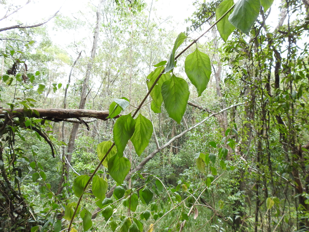 common lantana from Bauple Forest QLD 4650, Australia on September 28 ...
