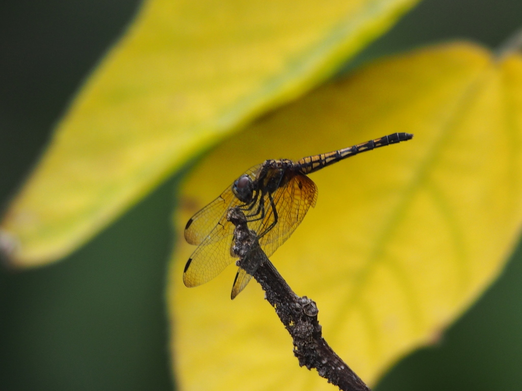 Indigo Dropwing from Jordan Valley, Hong Kong on September 28, 2021 at ...