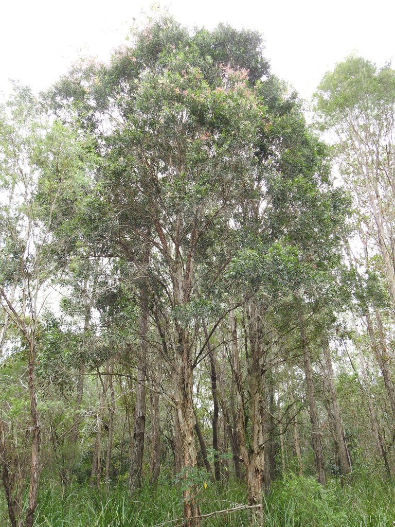 Willow bottlebrush from Bauple Forest QLD 4650, Australia on September 28, 2021 at 11:30 AM by ...