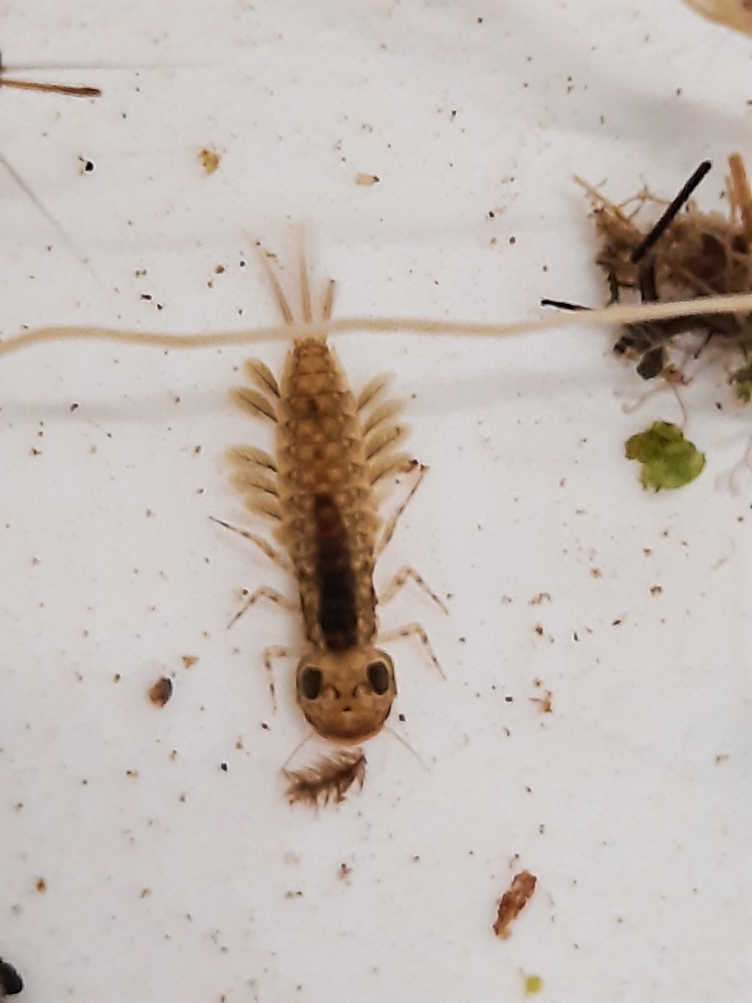 Ameletopsidae