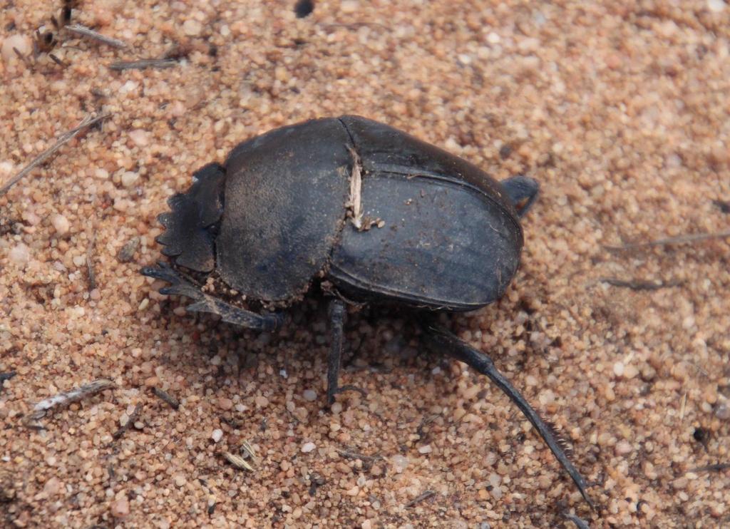 Scarabaeus suri (Dung Beetles of Cape Town) · iNaturalist