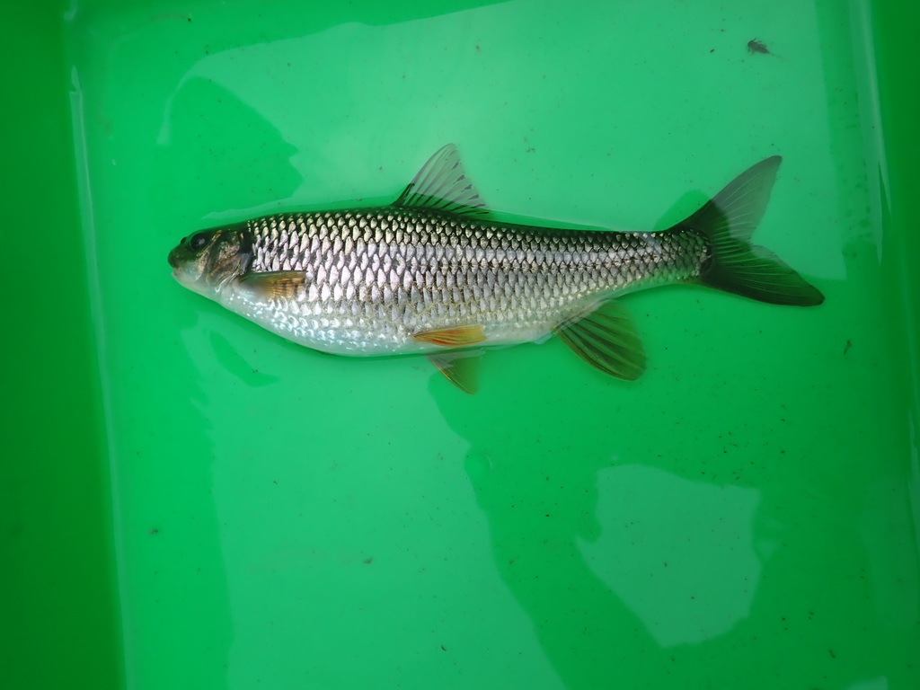 Taiwan Shoveljaw Carp in March 2020 by sdyaung · iNaturalist