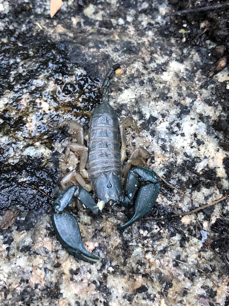 Rainforest Scorpion from Dairy Farm Lane, Cedar Creek, QLD, AU on ...