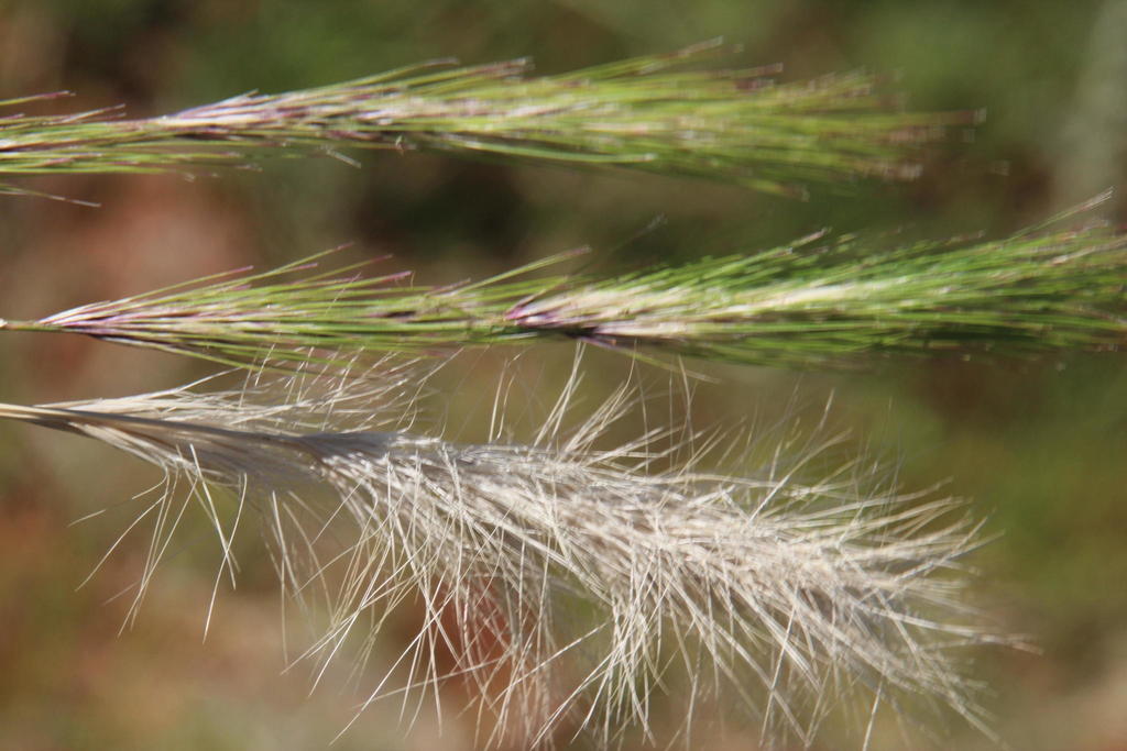 Tassle Three-awn (Plants of Lekwena Wildlife Estate) · iNaturalist