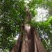 Huberodendron swietenioides · iNaturalist