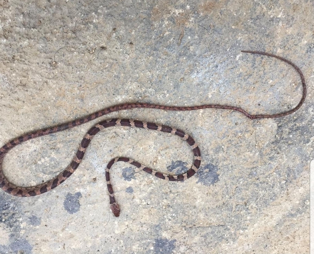 Central American Tree Snake from San Pablo Etla, Oax., México on ...