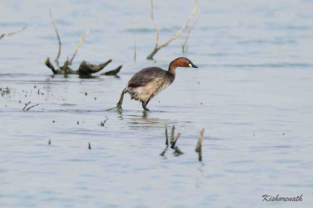 Little Grebe from Ameenpur, Miyapur, Telangana, India on May 27, 2018 ...