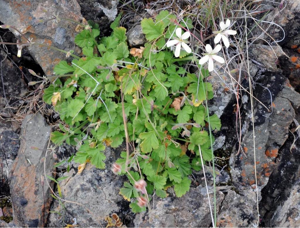 Pelargonium stipulaceum ovato-stipulatum from N. Matjiesfontein on ...