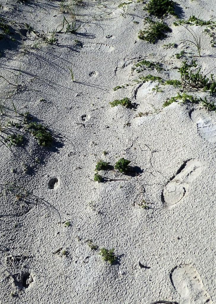 Cape Fox from Cape Point on July 27, 2016 by Andrew Massyn. Spoor The ...