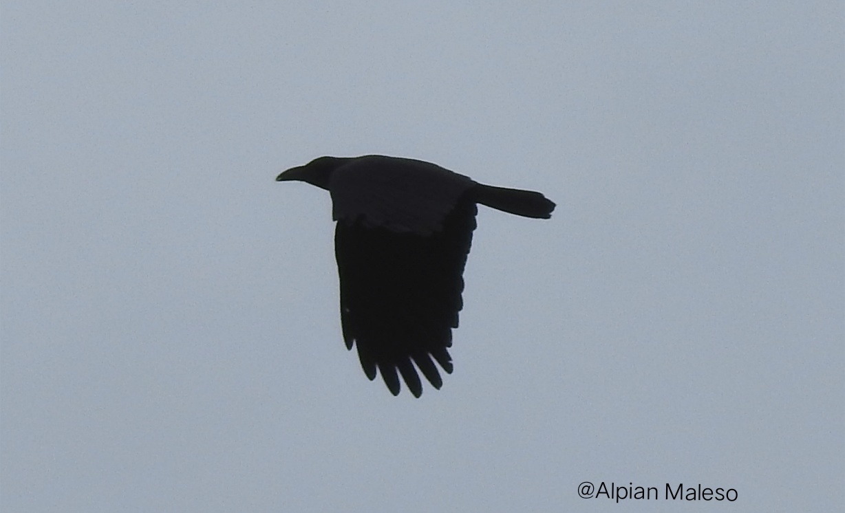 Corvus enca (Horsfield, 1821)