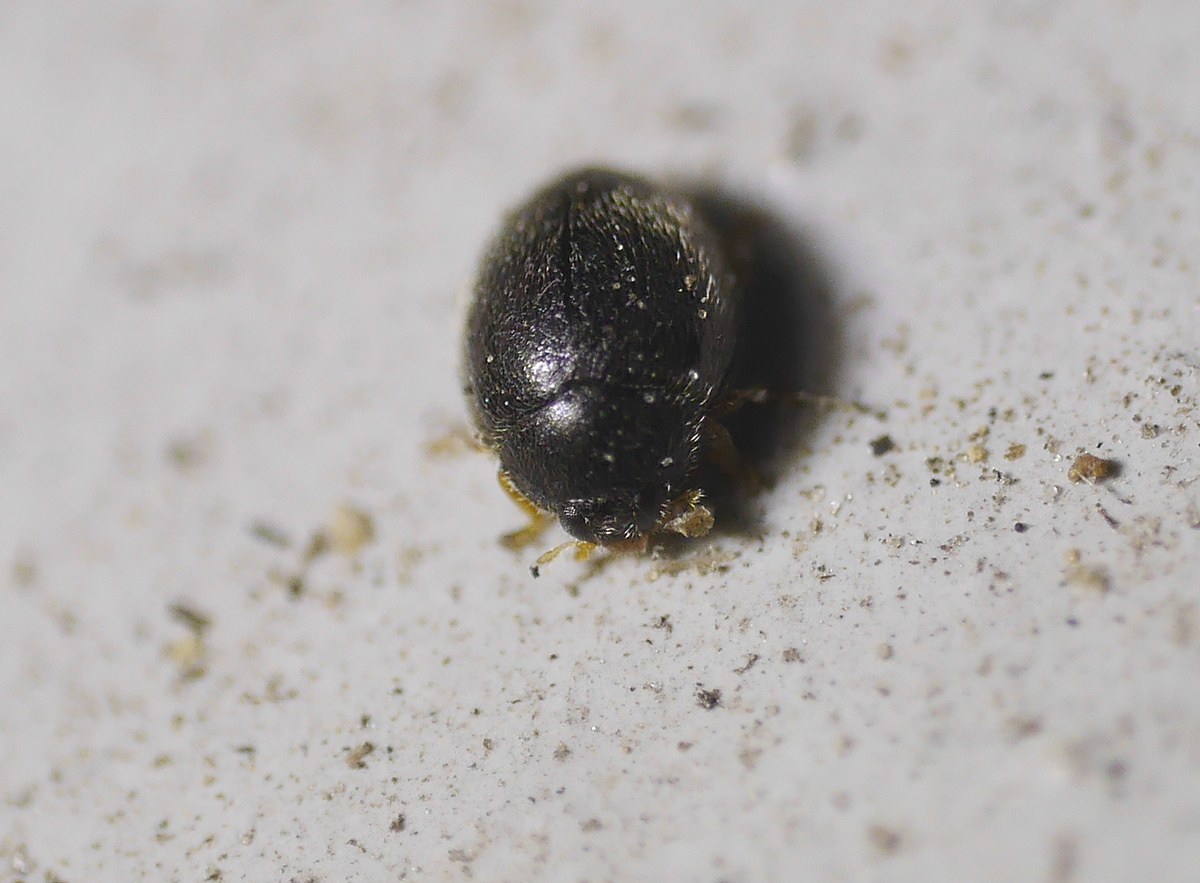 Stethorus pusillus (Herbst, 1797)