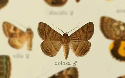 Mocis dolosa · iNaturalist