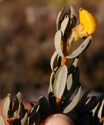 Cyclopia buxifolia · iNaturalist