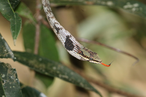 Twig Snake (Thelotornis capensis) - Snakes and Lizards