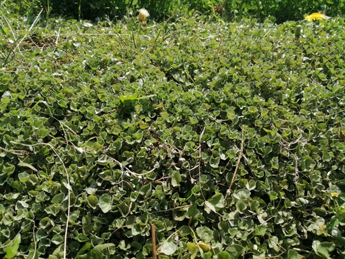 Hierba Oreja de Ratón (Dichondra argentea)
