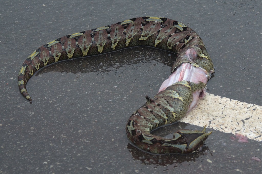 Rhinoceros Viper in May 2021 by markusgmeiner. Injured by a car ...