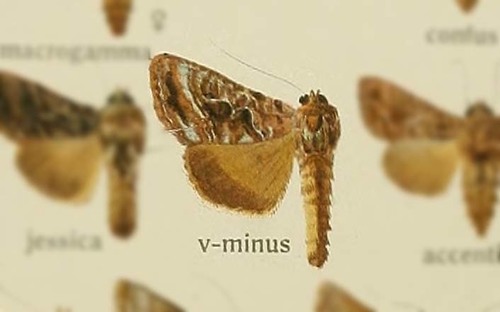 Autographa v-minus · iNaturalist