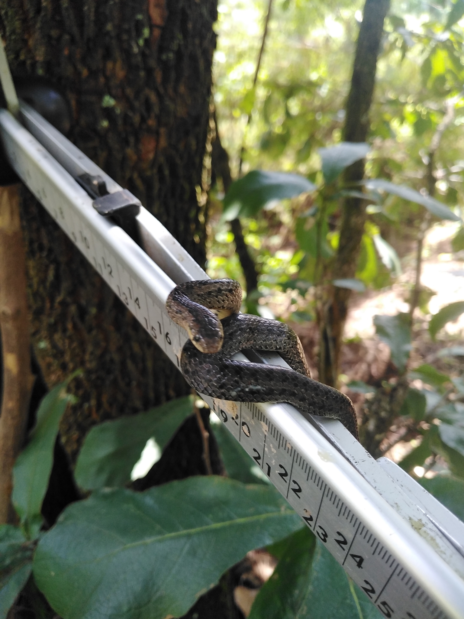 Conopsis biserialis (Taylor & Smith, 1942)