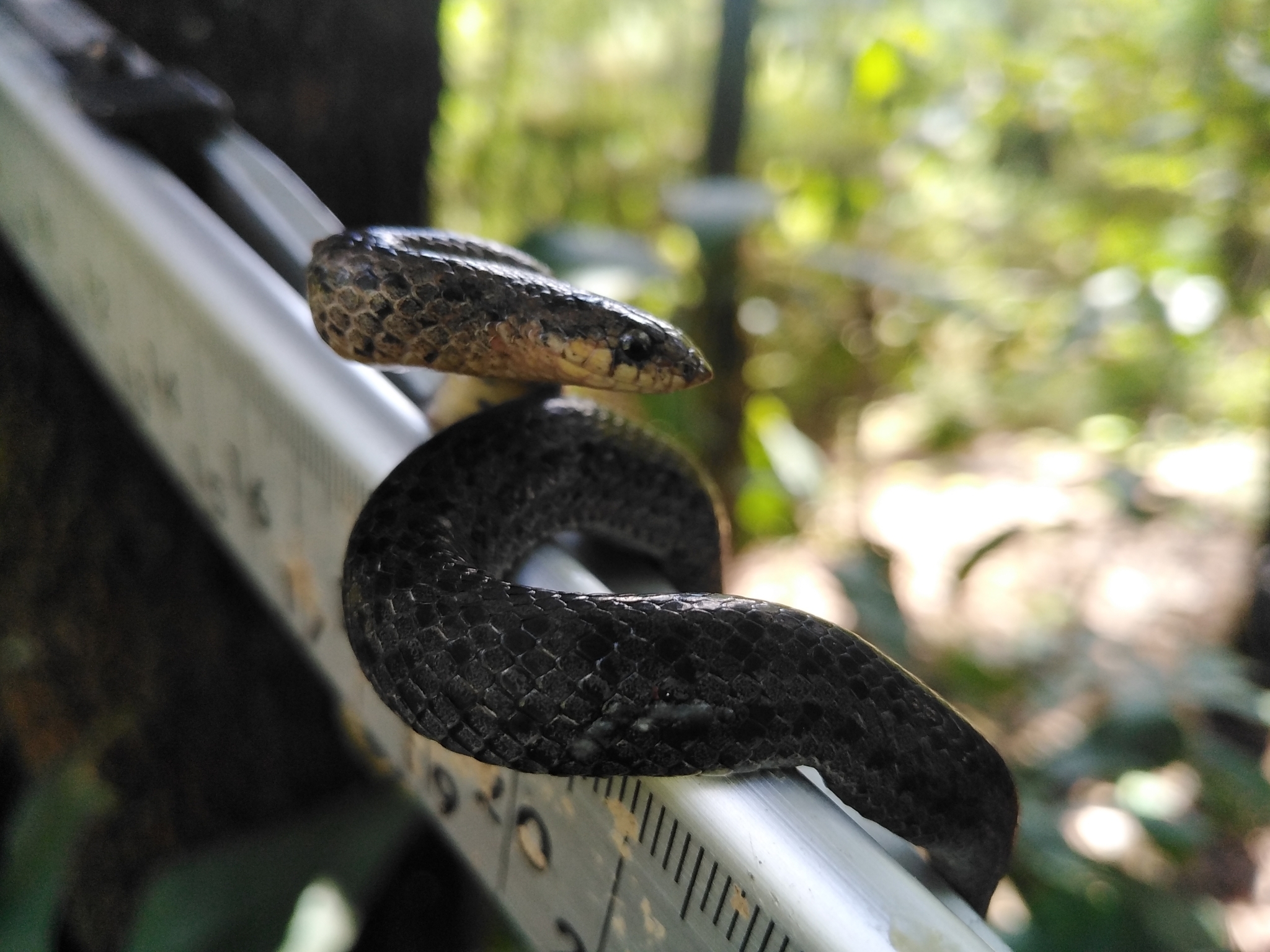 Conopsis biserialis (Taylor & Smith, 1942)