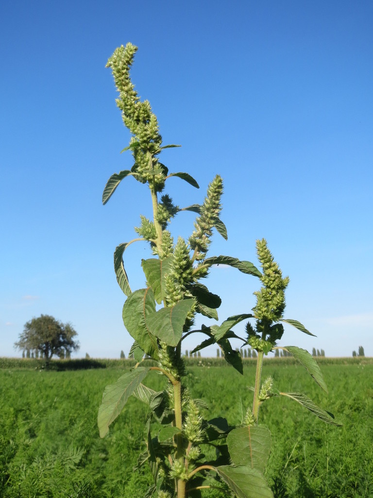 Redroot Amaranth (Amaranthus retroflexus) - Botanical Realm