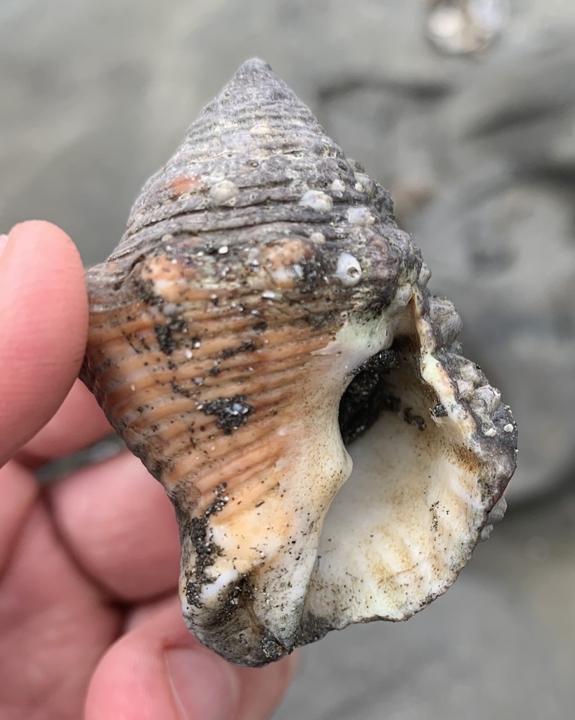 Cymia tectum from Camino Parque de Paitilla, Panama City, Panamá, PA on ...