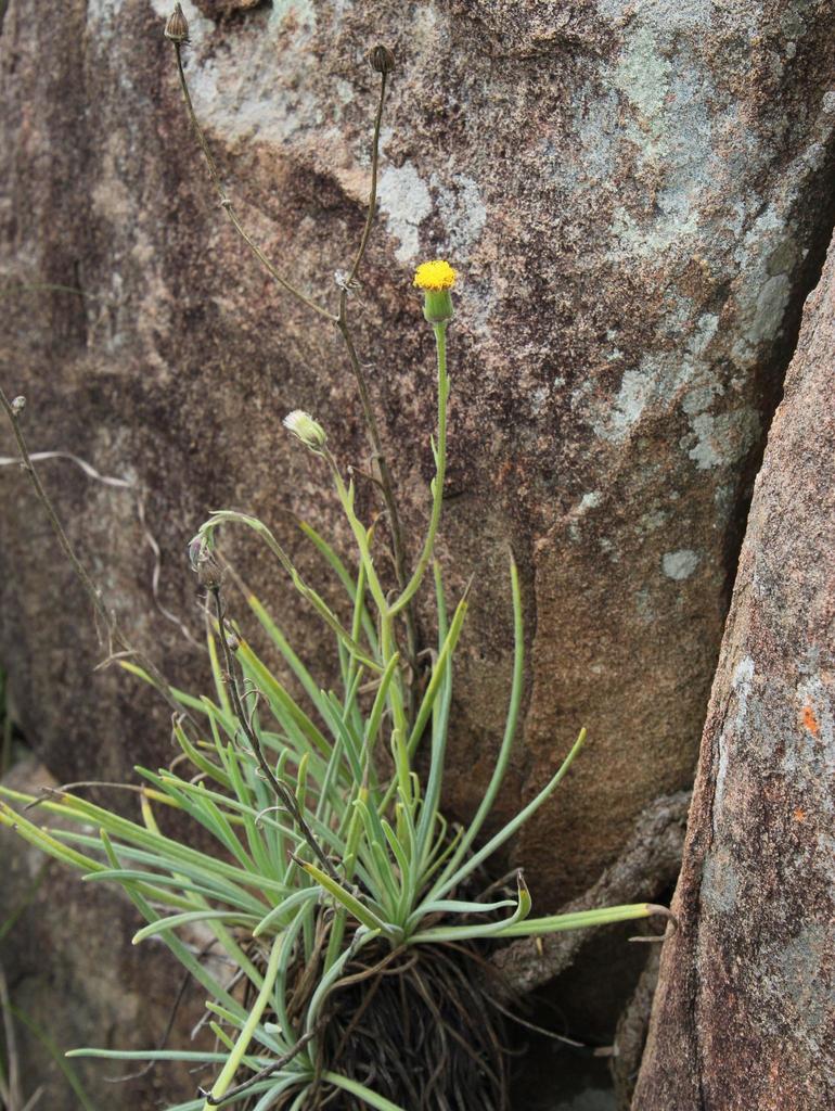 fineleaf groundsel (Biogaps (s Afr) Pentad 3210_2445: Species List ...