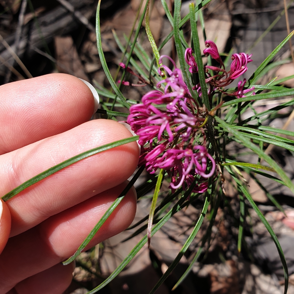 Grevillea parviflora parviflora in September 2021 by Shelomi Doyle ...