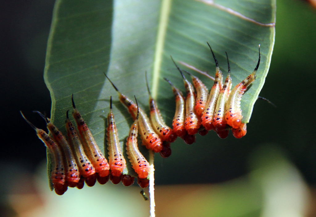 Sawflies, Horntails, and Wood Wasps from Moorooka QLD 4105, Australia ...