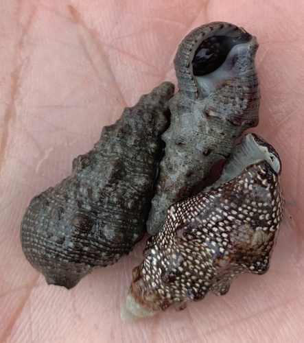 Cerithium stercusmuscarum · iNaturalist