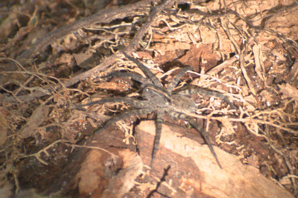 Georgia Wolf Spider from Sussex County, DE, USA on September 26, 2021 ...
