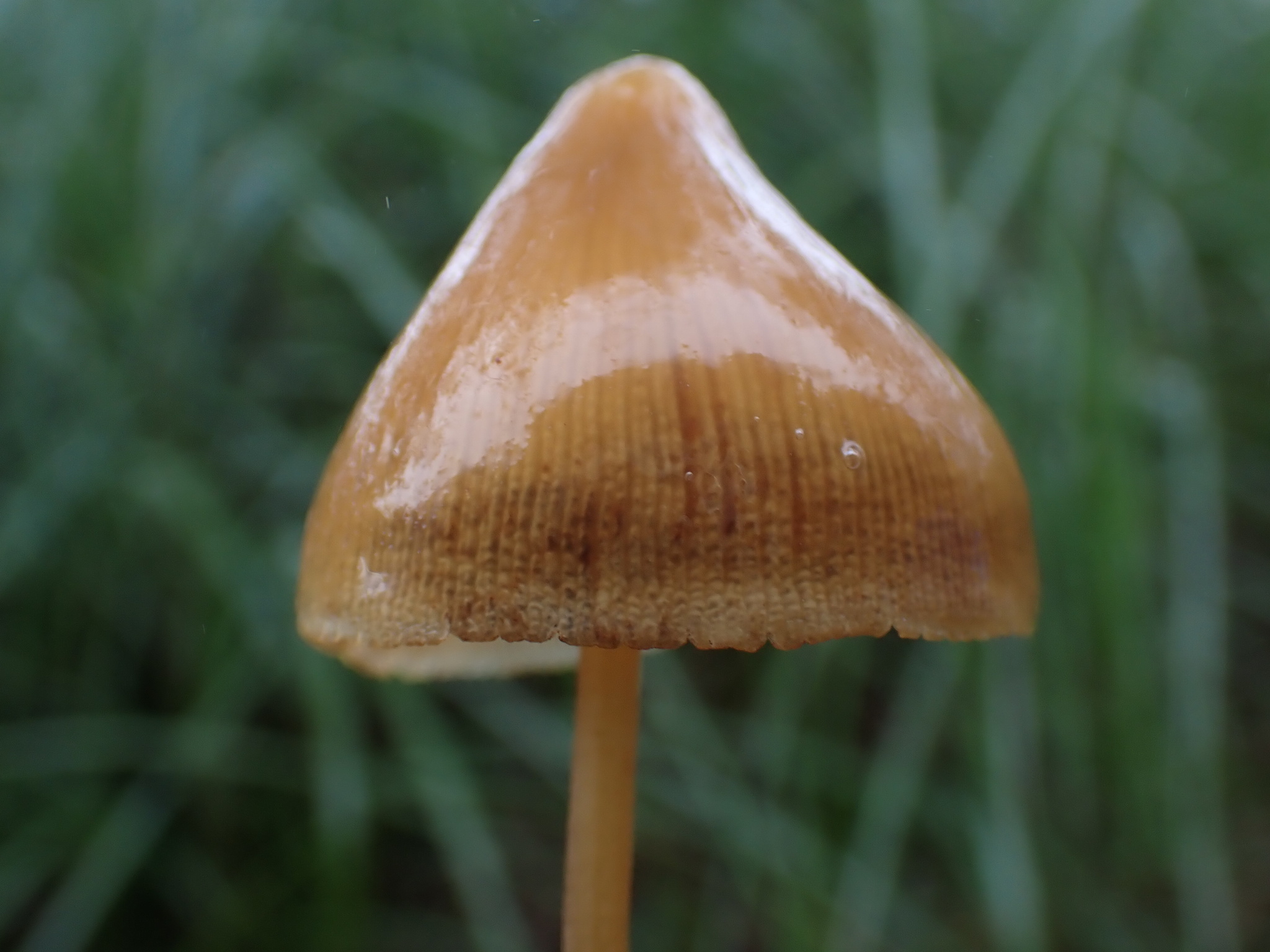 Conocybe subpubescens P.D.Orton